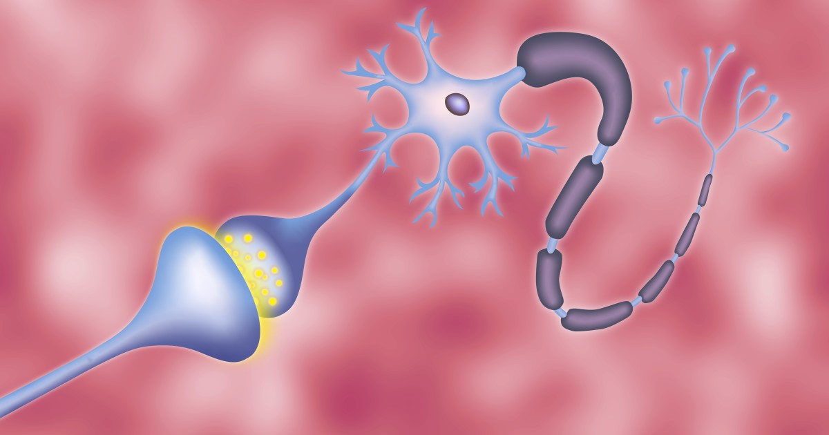 Vesicle cycle model reveals inner workings of brain synapse | Okinawa ...